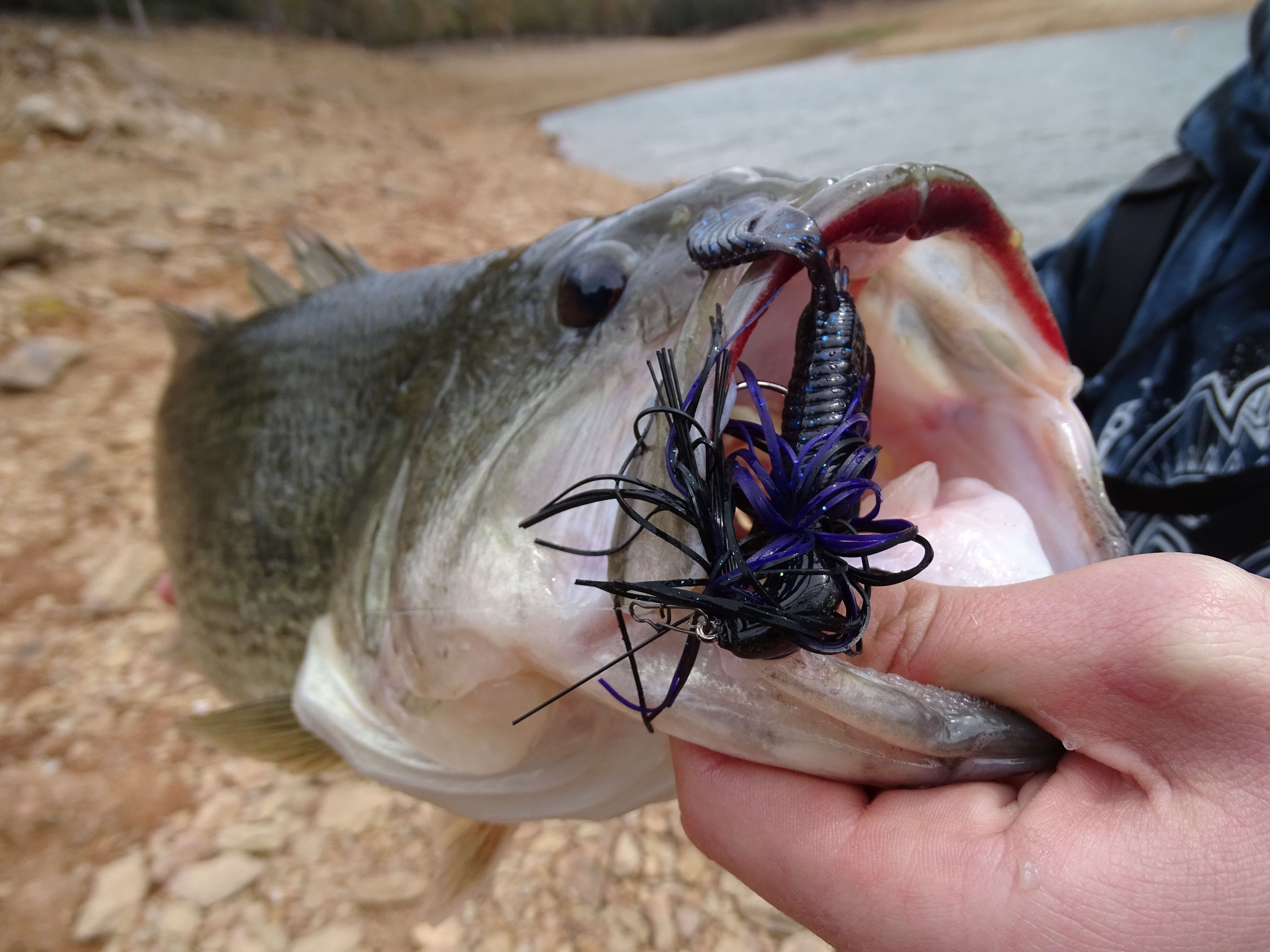 Rubber jig : la technique du swimming jig - Blog Flashmer